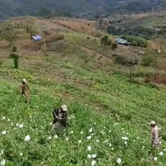 मणिपुर में नष्ट किए गए 7 हेक्टेयर अफीम की खेती - Jan Expresslive